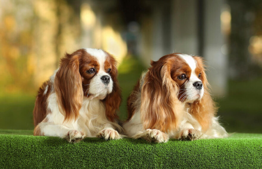 5 Most Expensive Dogs Breeds To Buy And Own - Star Two