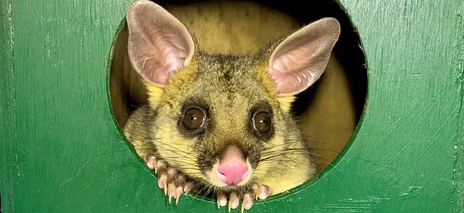 Possums: Types and Keeping at Home - Star Two